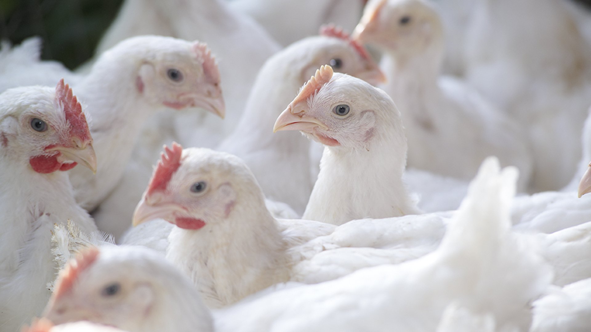 Dansk fra ende til anden